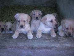 Labrador retriver,stenci na prodaju !!