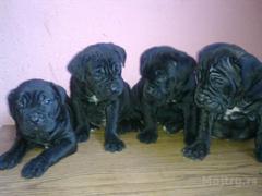 Cane corso stenci