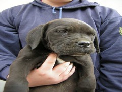 Cane corso stenci