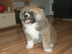 Prodajem stenad akita inu - japanska