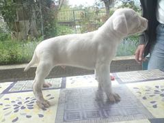 Dogo argentino