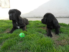 Cane corso