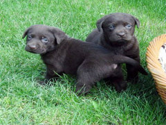 Labrador retriver štenad