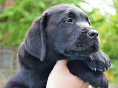 Labrador retriver, zensko crno stene