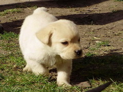 Labrador retriver stenad bele i crne boje