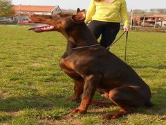 Doberman na prodaju