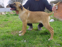 Cane corso musko stene povoljno