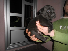 Cane corso stenci