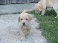 Labrador retriver stenad bele i crne boje