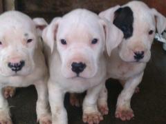 Dogo argentino,kvalitetni stenci