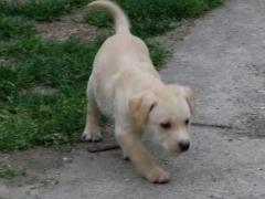 Labrador retriver stenad bele i crne boje