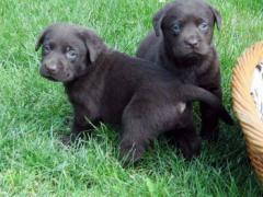 Labrador retriver štenad