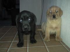 Labrador retriver,stenci od odlicnih rodit