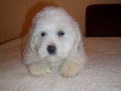 Coton de tulear stenci