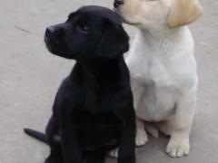 Labrador retriver stenad bele i crne boje