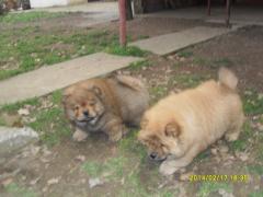 Chow chow