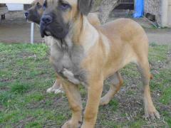 Cane corso stenad