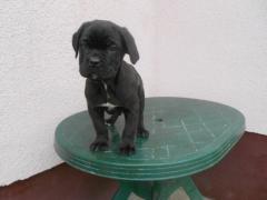 Cane corso stenci