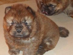 Chow chow