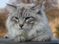 Sibirski macici neve masquerade