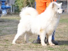 Samojed muzijak za parenje