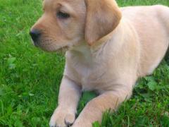 Na prodaju stenci labrador retrivera