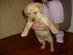 Labrador retriver