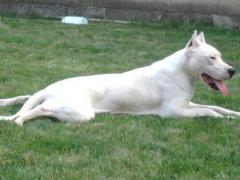 Zenka dogo argentino