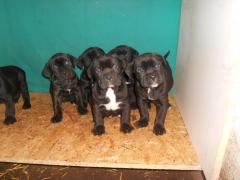 Cane corso stenci