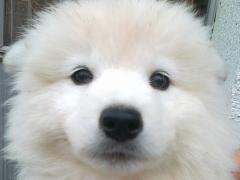 Samojed zenke 70eur.