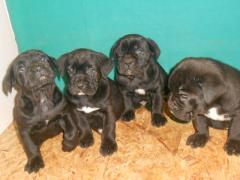 Cane corso stenci