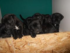 Cane corso stenci