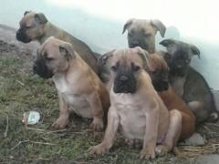 Cane corso