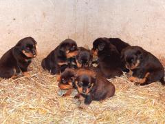 Rotweiler štenci