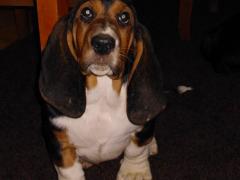 Basset hound - baset stenad