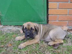 Cane corso stenci