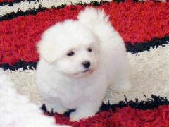 Coton de tulear