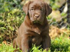 Čokoladni štenci labrador retrivera