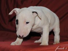 Bull terrier