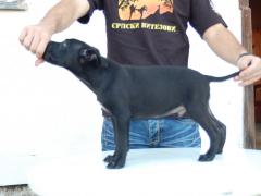 Cane corso stenci