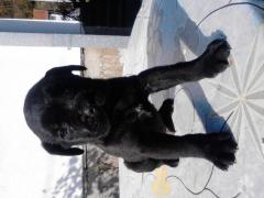 Cane corso stenci