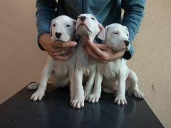 Dogo argentino,stenad na prodaju