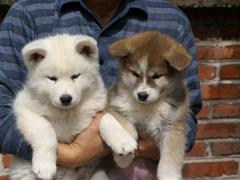 Akita inu japanska, Šiba inu, ruski hrt ba