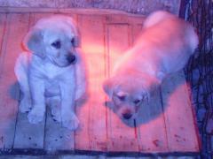 Labrador retriver i prvobirano stene bigla