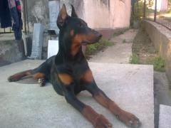 Stenci dobermana