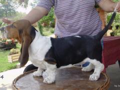 Basset hound - baset stenad