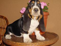 Basset hound - baset stenad