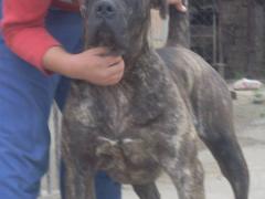 Dogo canario