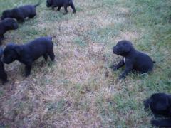 Cane corso stenci