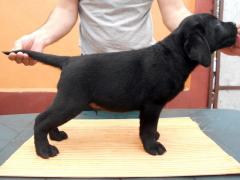 Stenad labrador retrivera izuzetnih linija